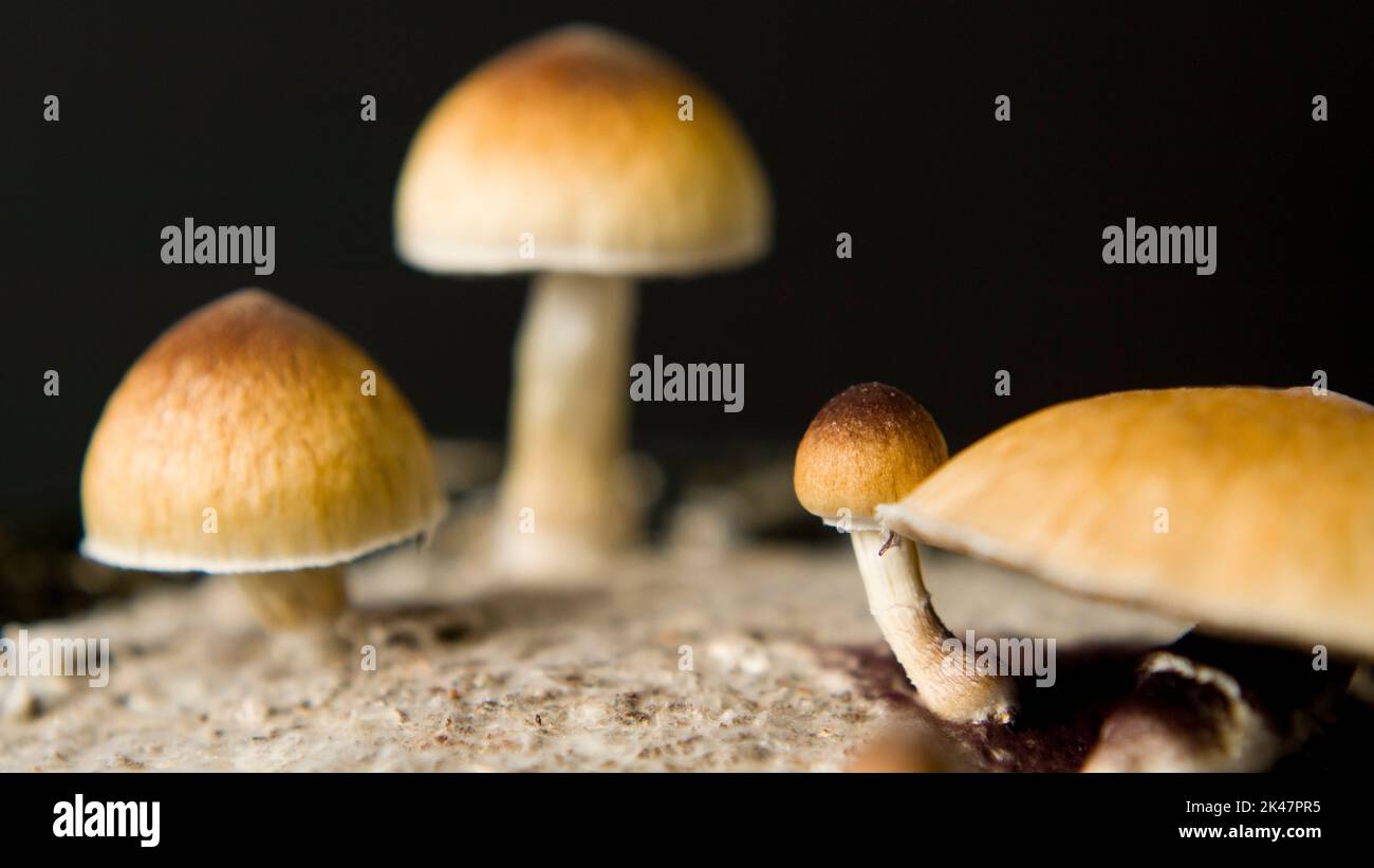 Close up macro magic mushrooms golden teacher cubensis psilocybin ...