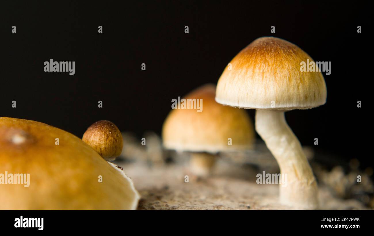 Close up macro magic mushrooms golden teacher cubensis psilocybin ...
