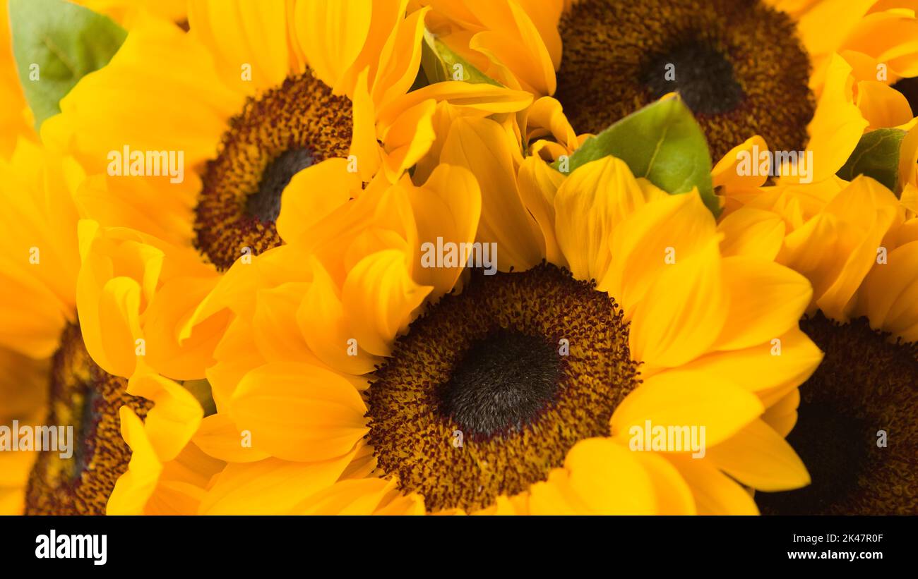Close up macro sunflowers together texture colorful yellow background ...