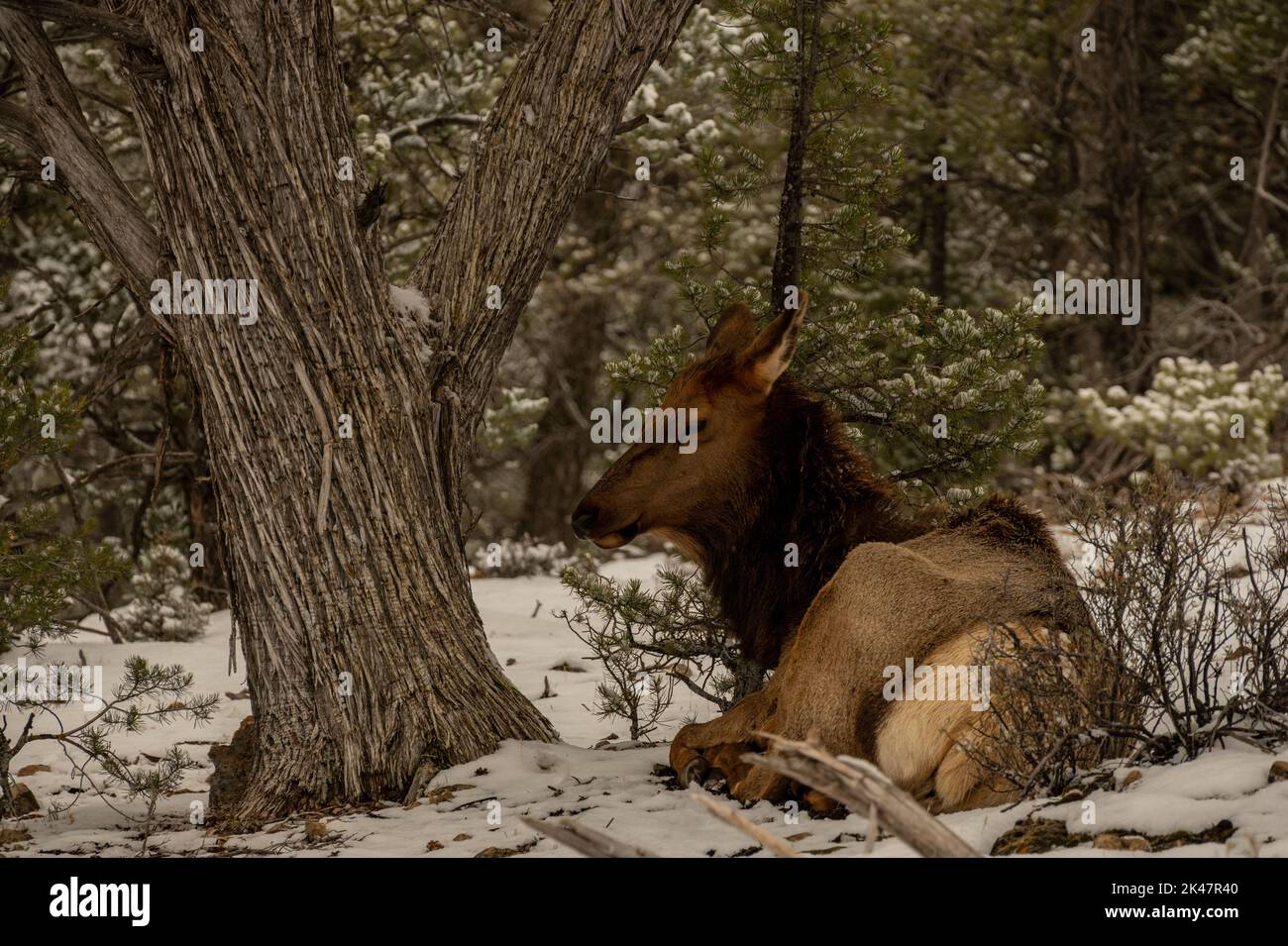 Female Elk Rests In Forest On The Edge of Grand Canyon in winter Stock ...