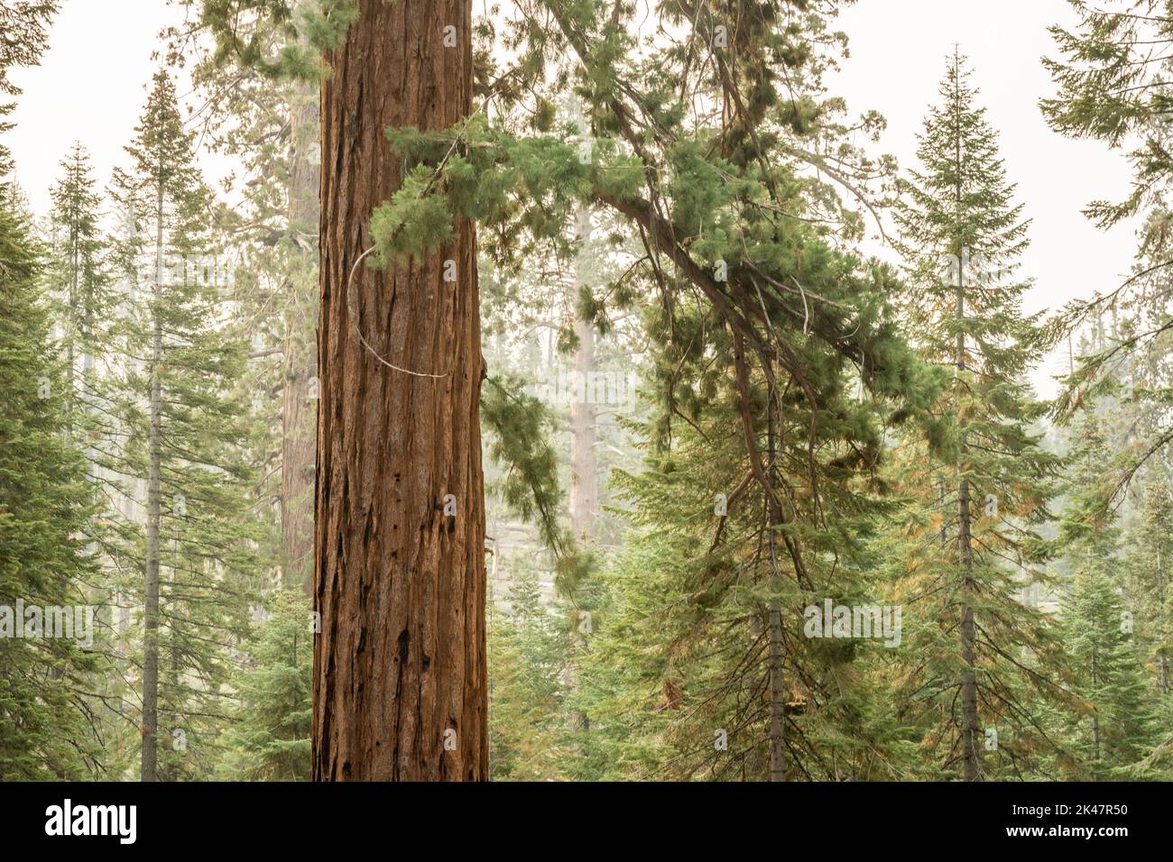 Forest Fire Smoke Hangs In The Air Behind Sequoia Tree in Yosemite ...