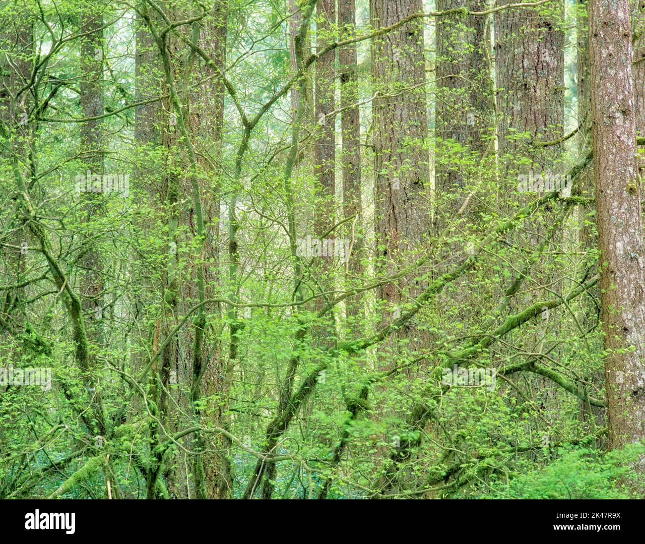 Spring woods. Silver Falls State Park, Oregon Stock Photo - Alamy
