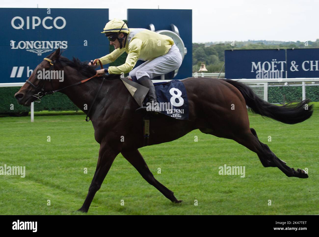 The peroni nastro azzurro handicap stakes hi-res stock photography and ...
