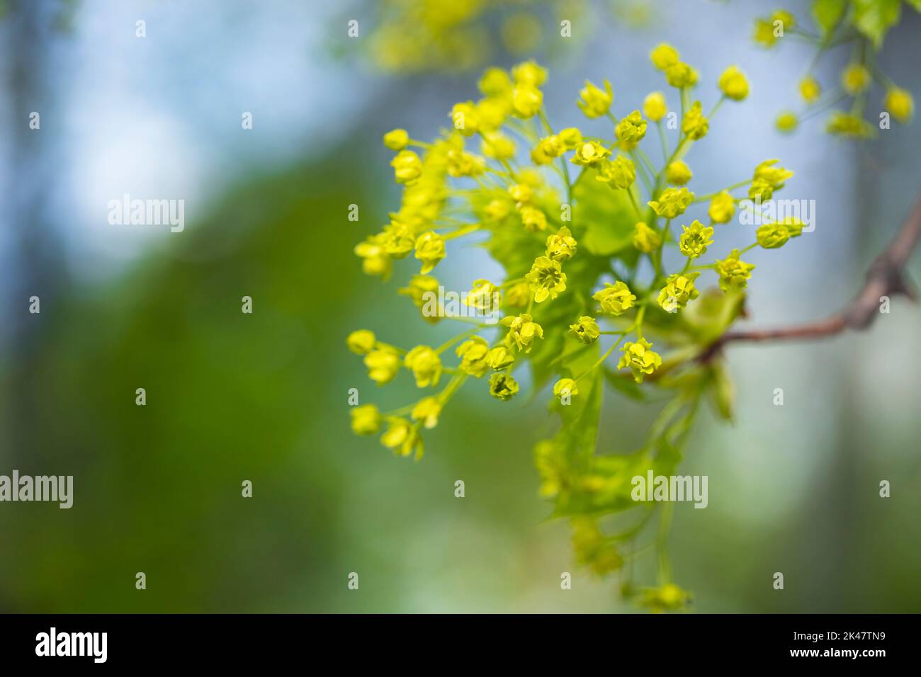 Beautiful maple blossoms hi-res stock photography and images - Alamy