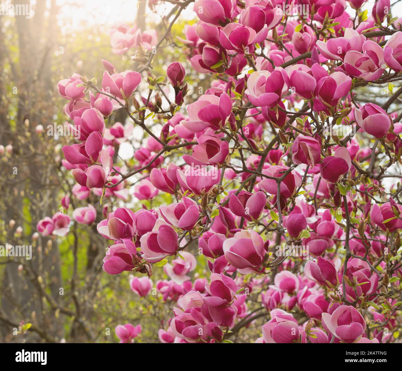 Maly plant hi-res stock photography and images - Alamy