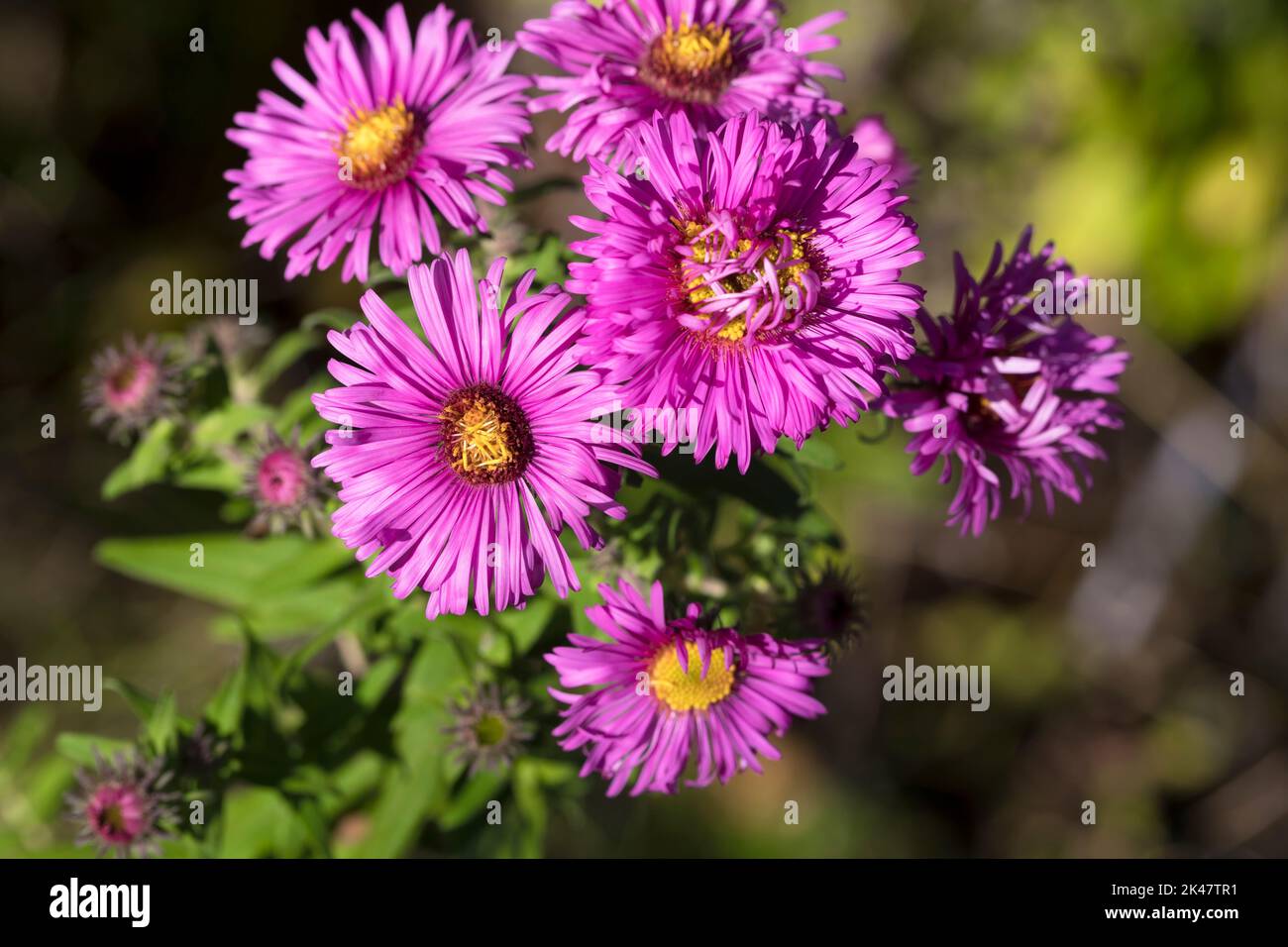 Purple new england aster flower (Symphyotrichum novae-angliae) or hairy ...
