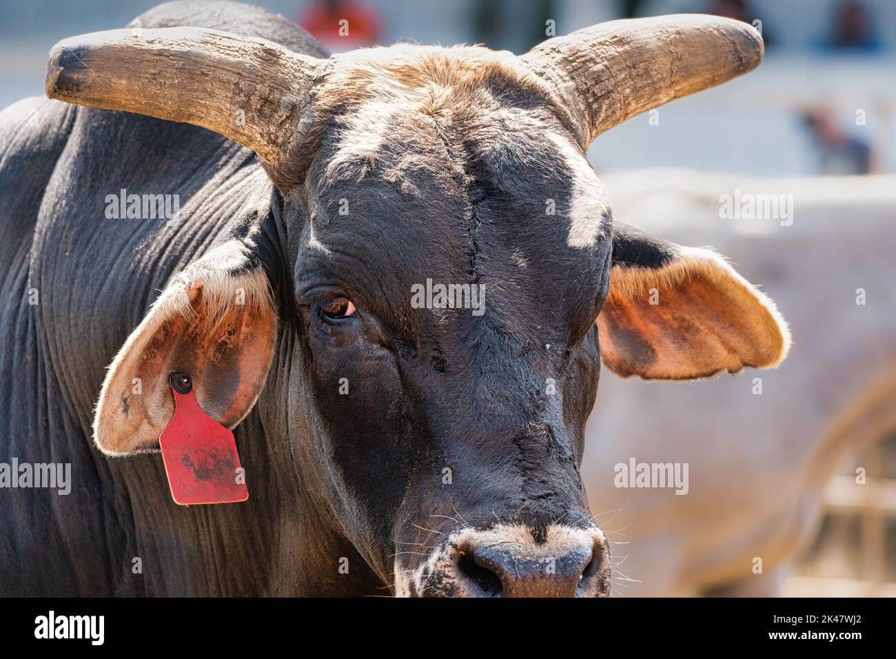 Close up of a one eye Brahman Rodeo bull Stock Photo - Alamy