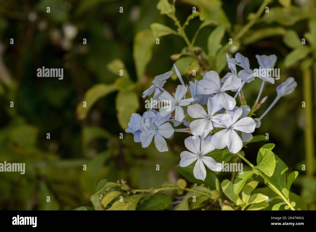 Flowers of Maui Stock Photo - Alamy