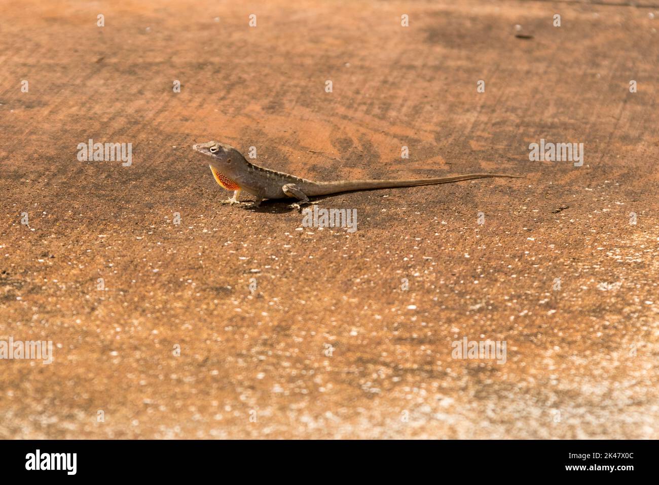 Lizards of Maui Stock Photo - Alamy