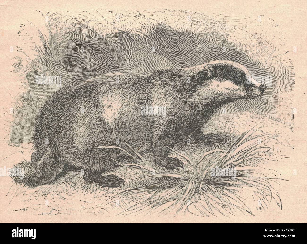 Antique engraved illustration of the badger. Vintage illustration of ...