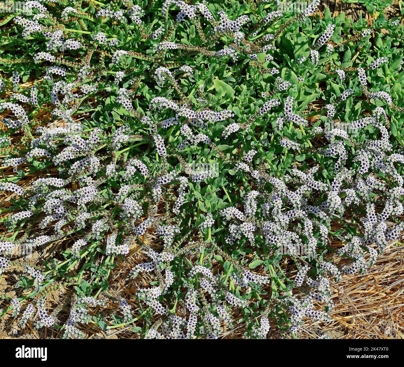 flowers at Alameda Creek trail, Stables Staging Area, California Stock ...