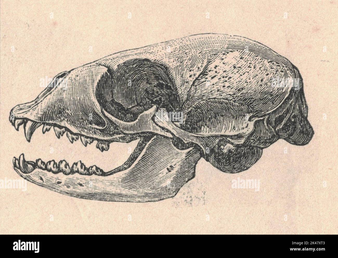 Antique engraved illustration of the cranium harbor seal (Phoca ...