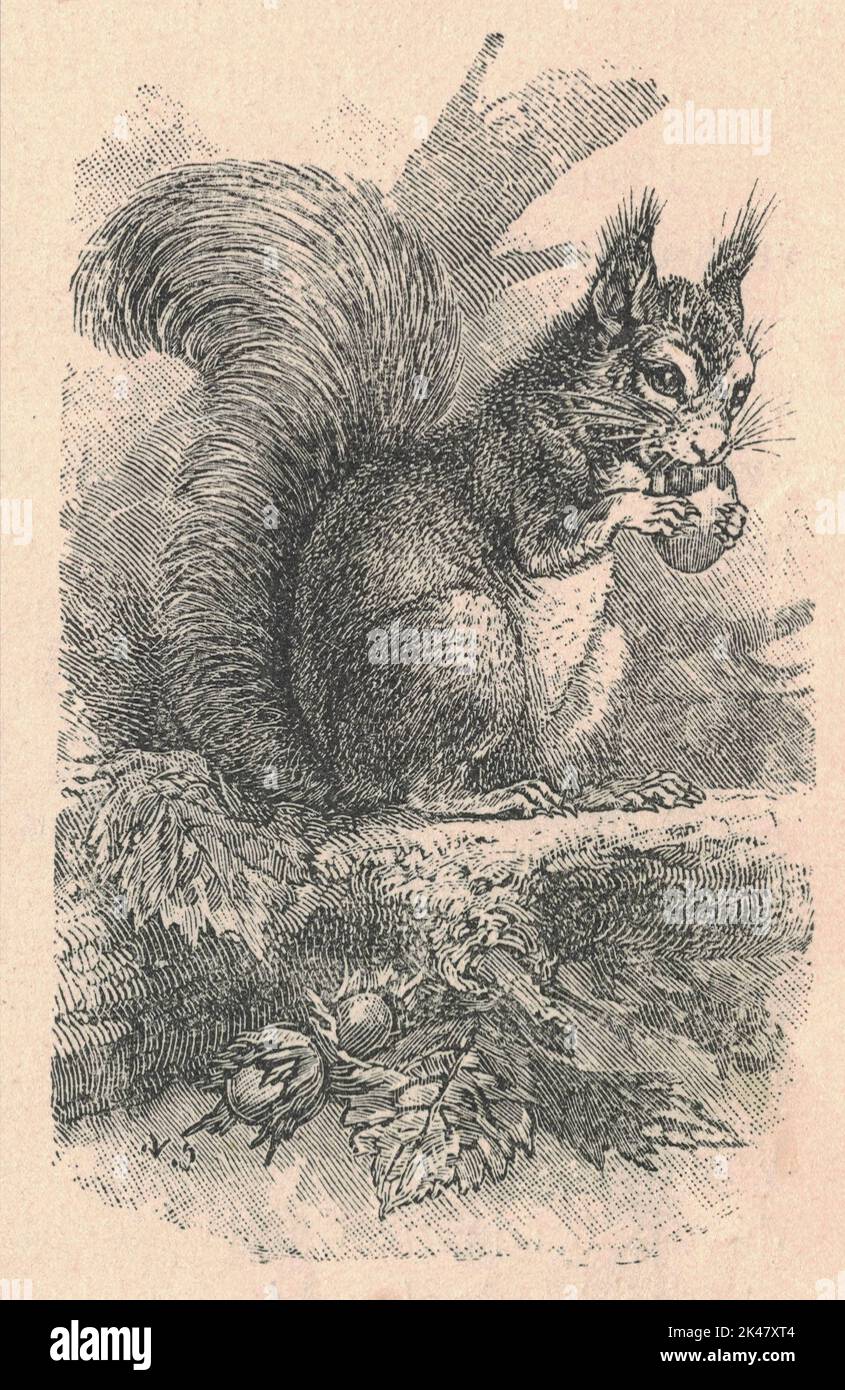 Antique engraved illustration of the squirrel (Sciuridae). Vintage ...