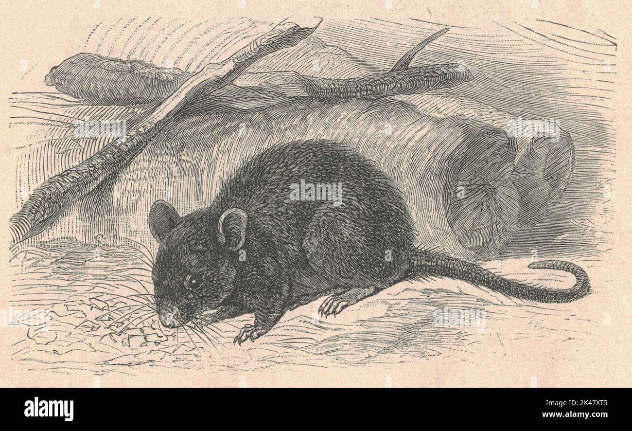 Antique engraved illustration of the house mouse (Mus musculus ...