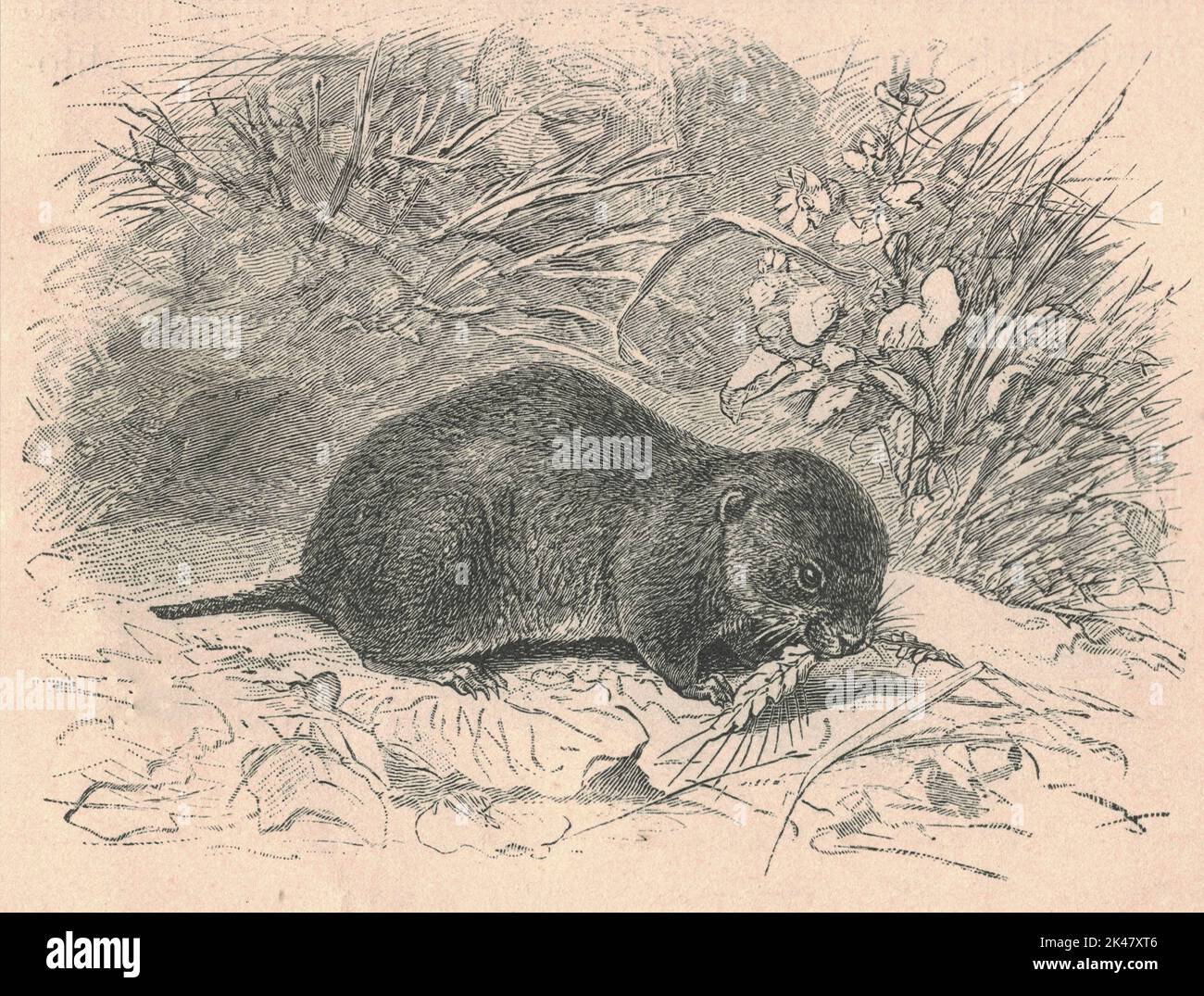 Antique engraved illustration of the wood mouse (Apodemus sylvaticus ...