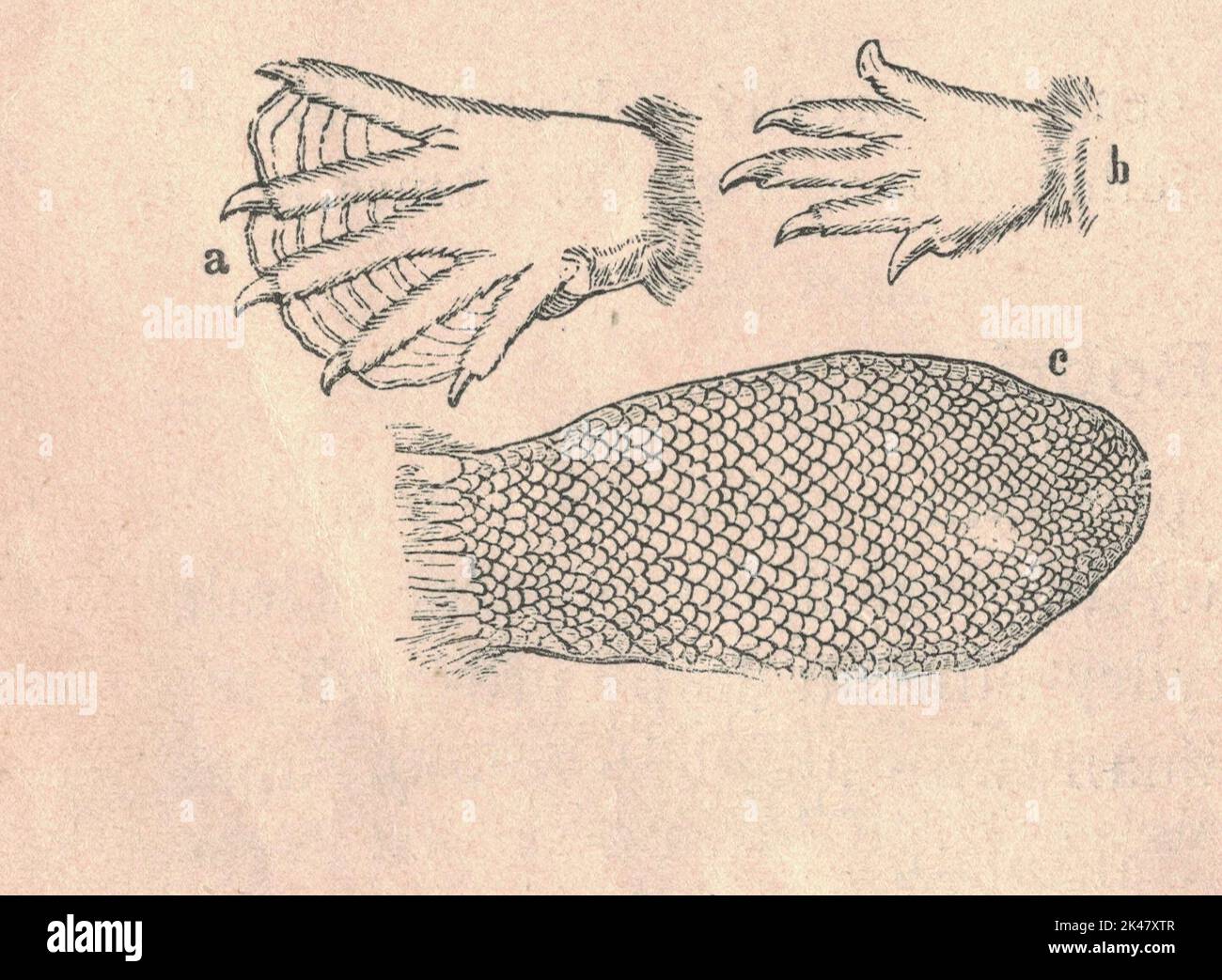 Cross section of the beaver leg and tail. A - hind leg, B - forelimb, C ...