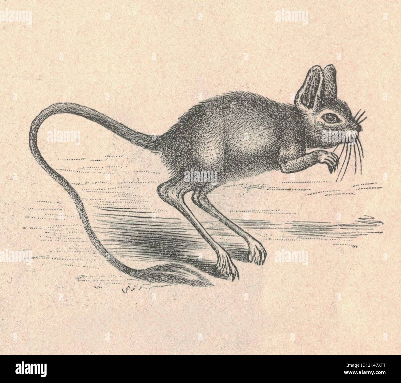 Jerboa jump hi-res stock photography and images - Alamy