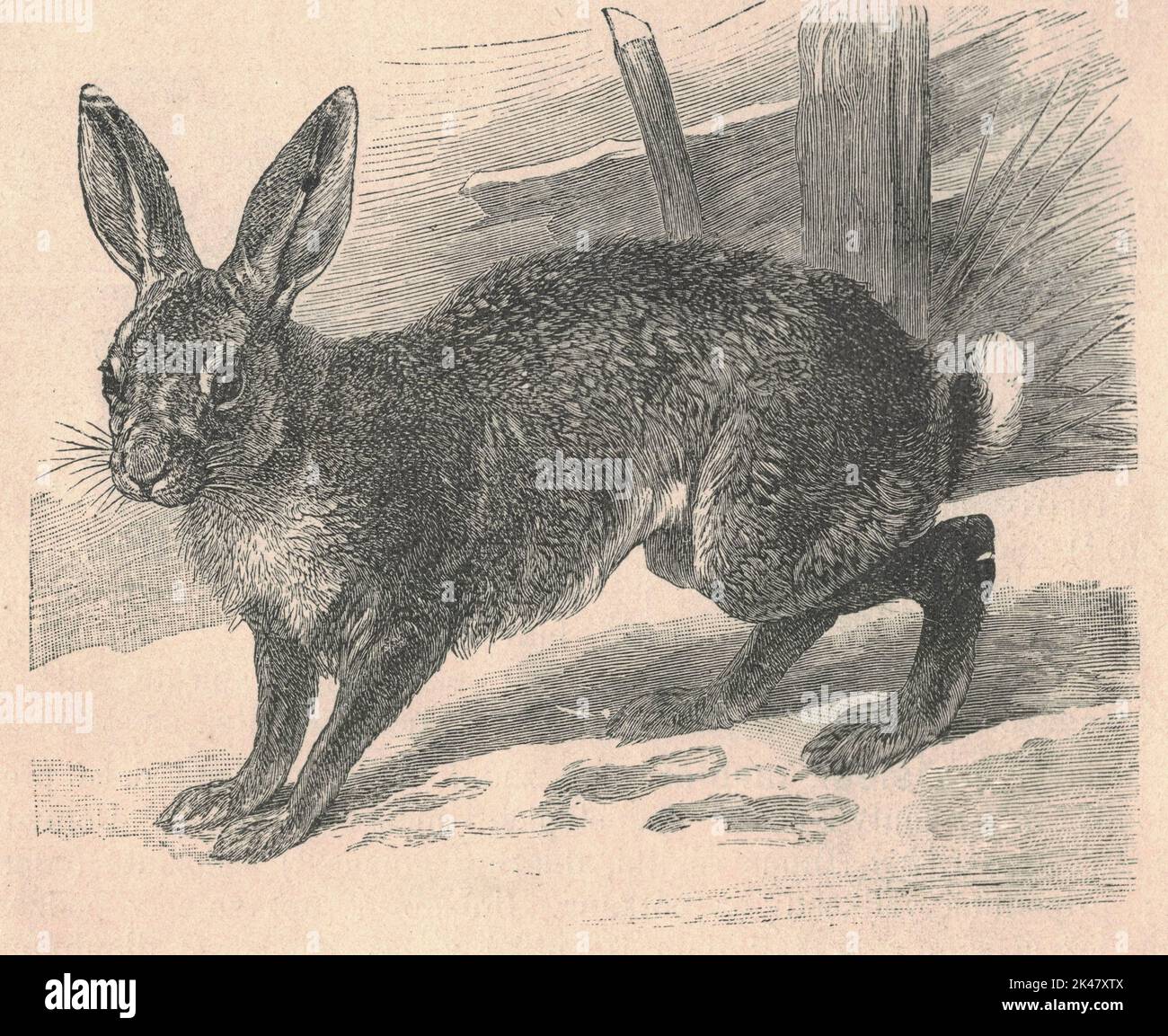 Antique engraved illustration of the hare or jackrabbit. Vintage ...