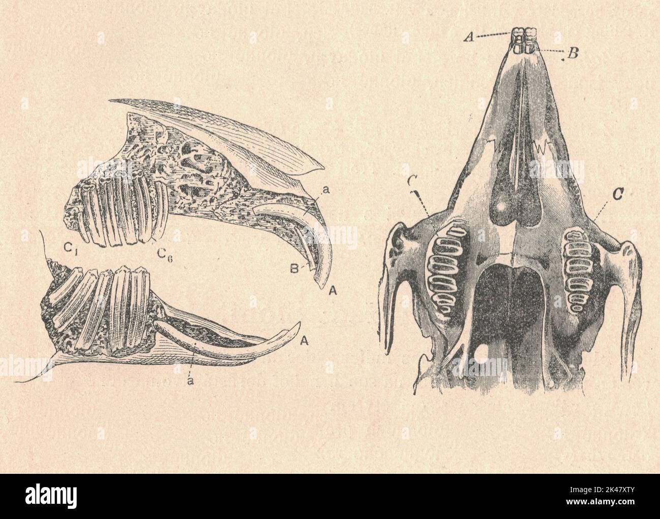 Cross section of the hare jaws. Antique engraved illustration of the ...