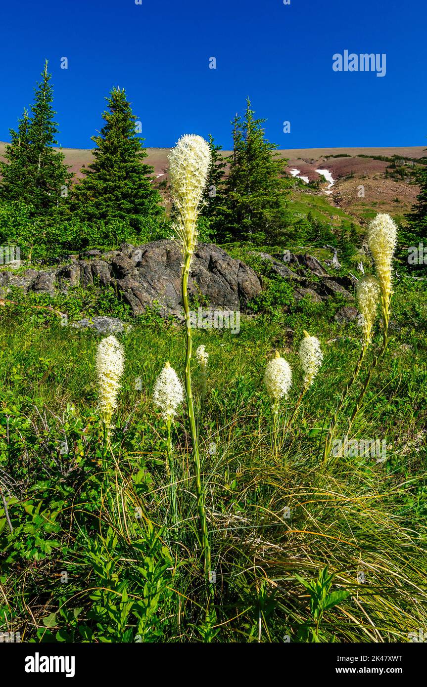 Bear Grass Alpine