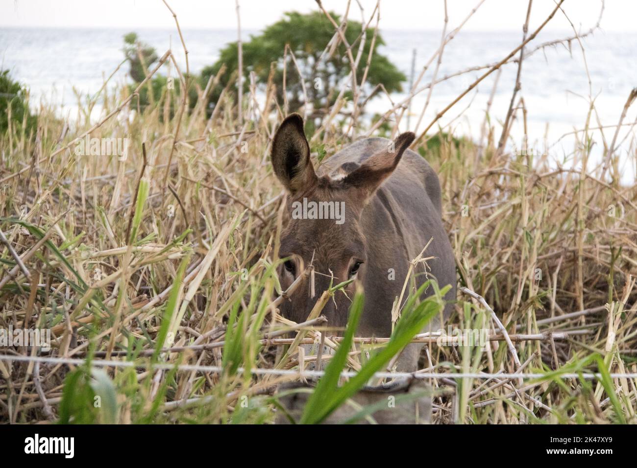 Donkey in Hawaii Stock Photo - Alamy