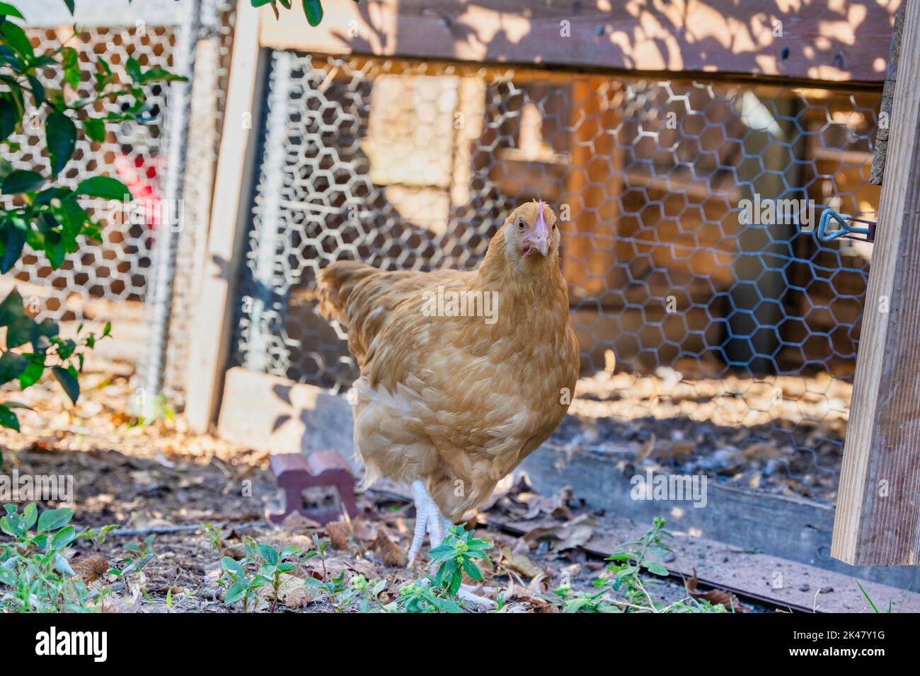buff orgington chicken eating food Stock Photo - Alamy