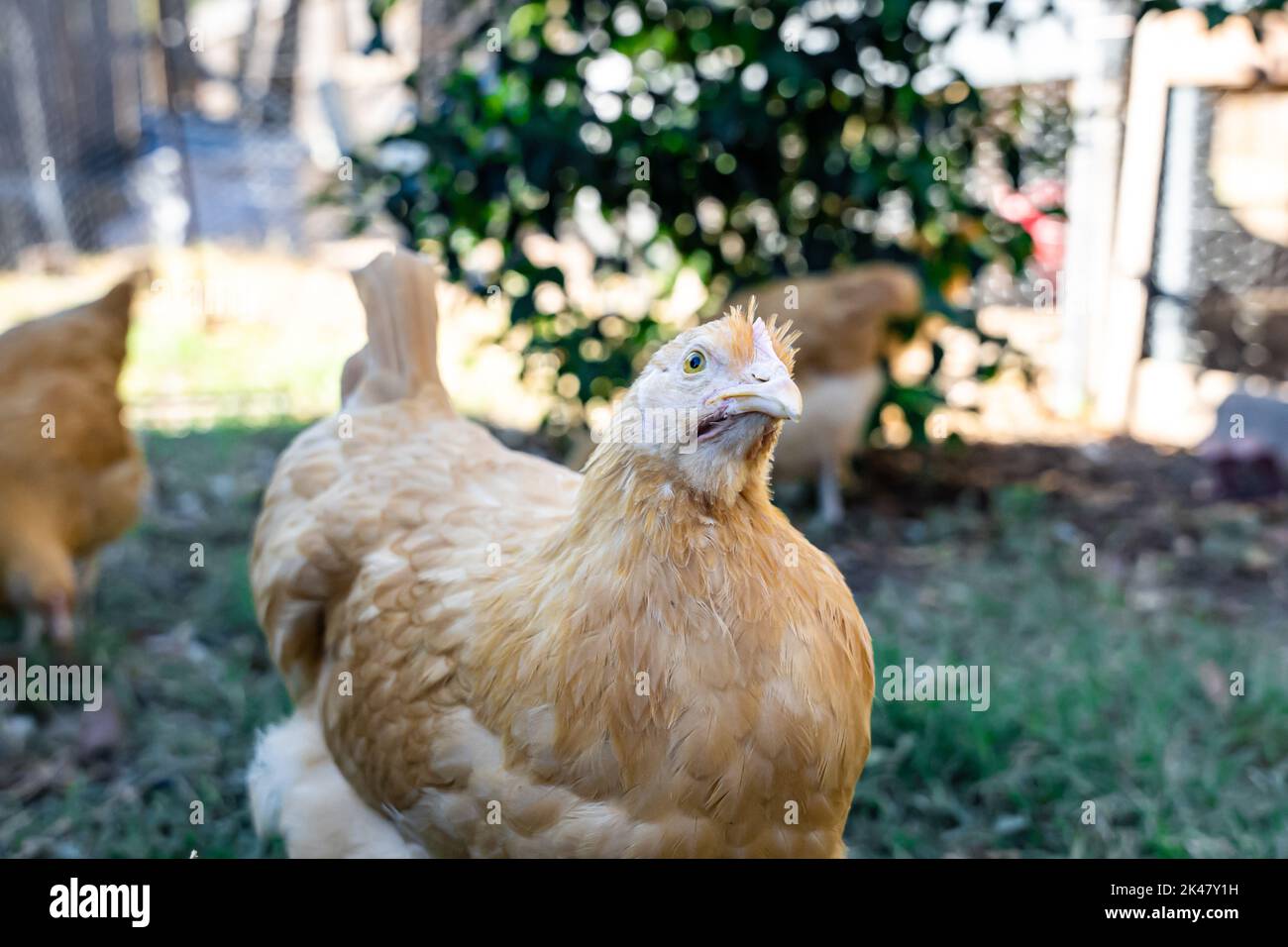 buff orgington chicken eating food Stock Photo - Alamy