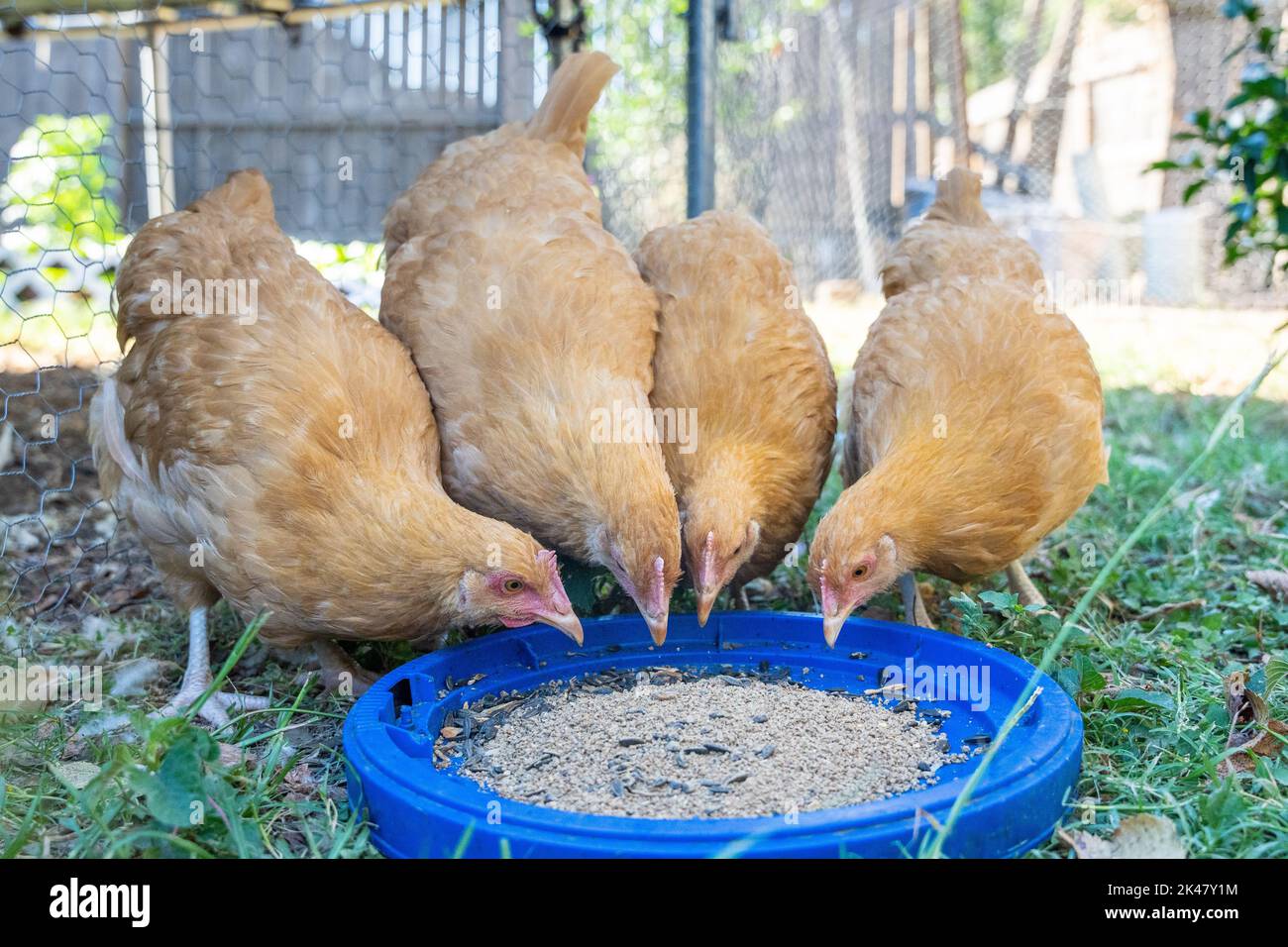 buff orgington chicken eating food Stock Photo - Alamy