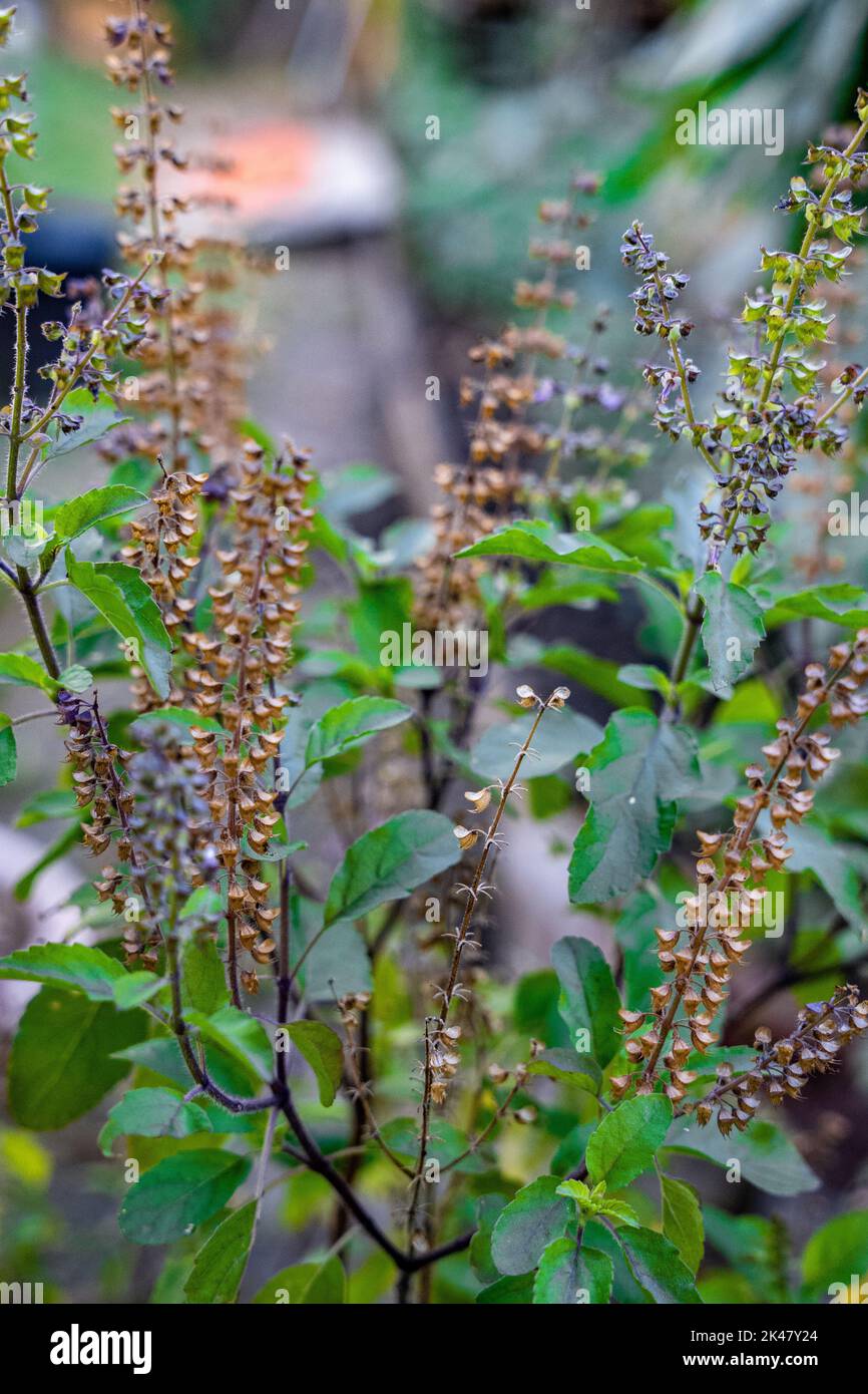 Tulsi Images Hd