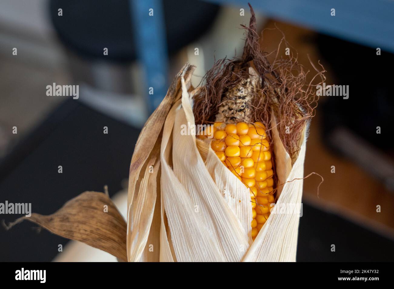 dry corn with husk still attached Stock Photo - Alamy