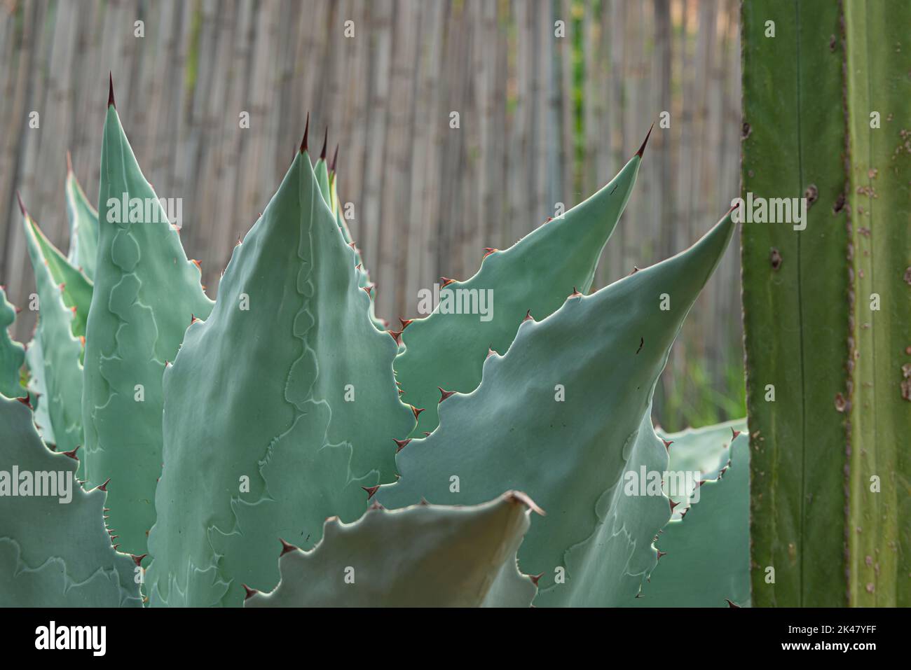Tobala agave in Oaxaca, base of the mezcal traditional drink Stock ...