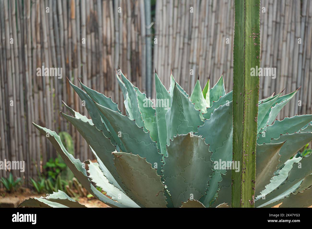 Tobala agave in Oaxaca, base of the mezcal traditional drink Stock ...