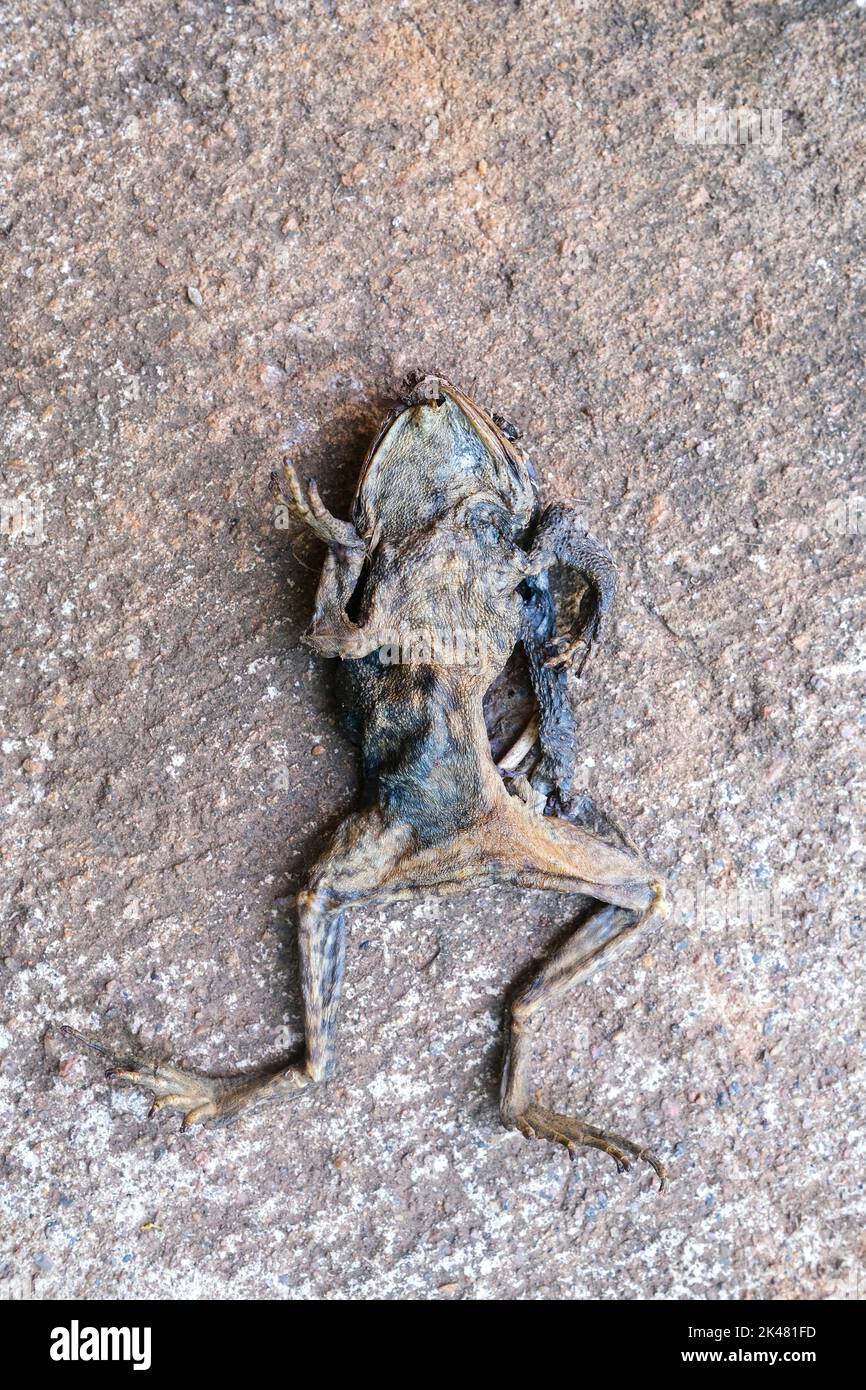 dead toad on the ground Stock Photo - Alamy