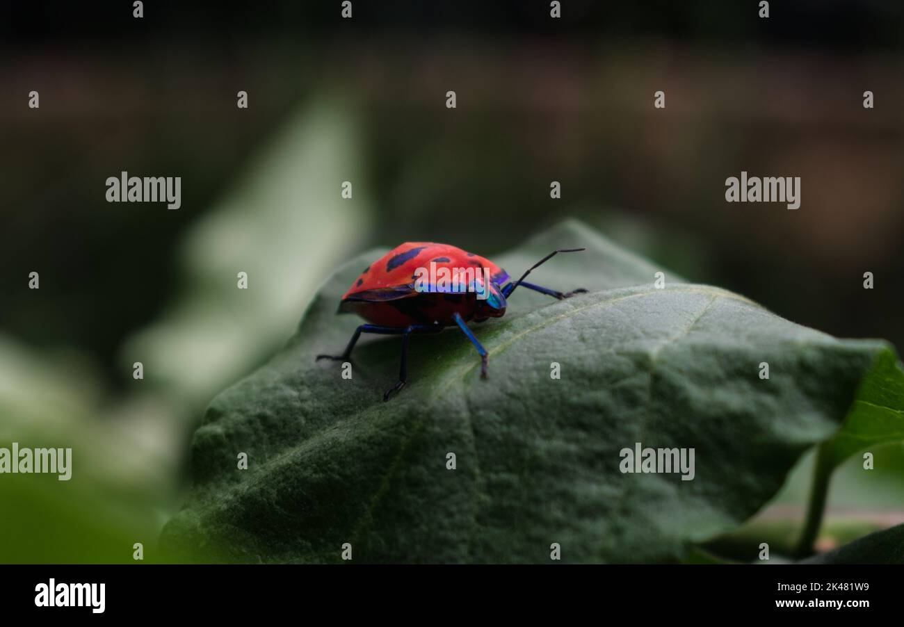 a cotton harlequin bug (hibiscus harlequin) (a cotton harlequin bug ...