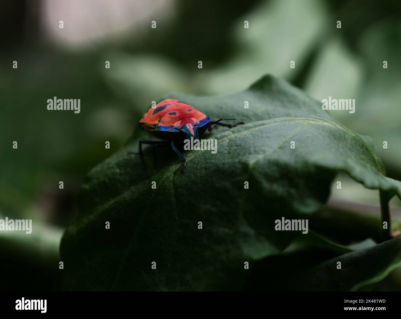 a cotton harlequin bug (hibiscus harlequin) (a cotton harlequin bug ...