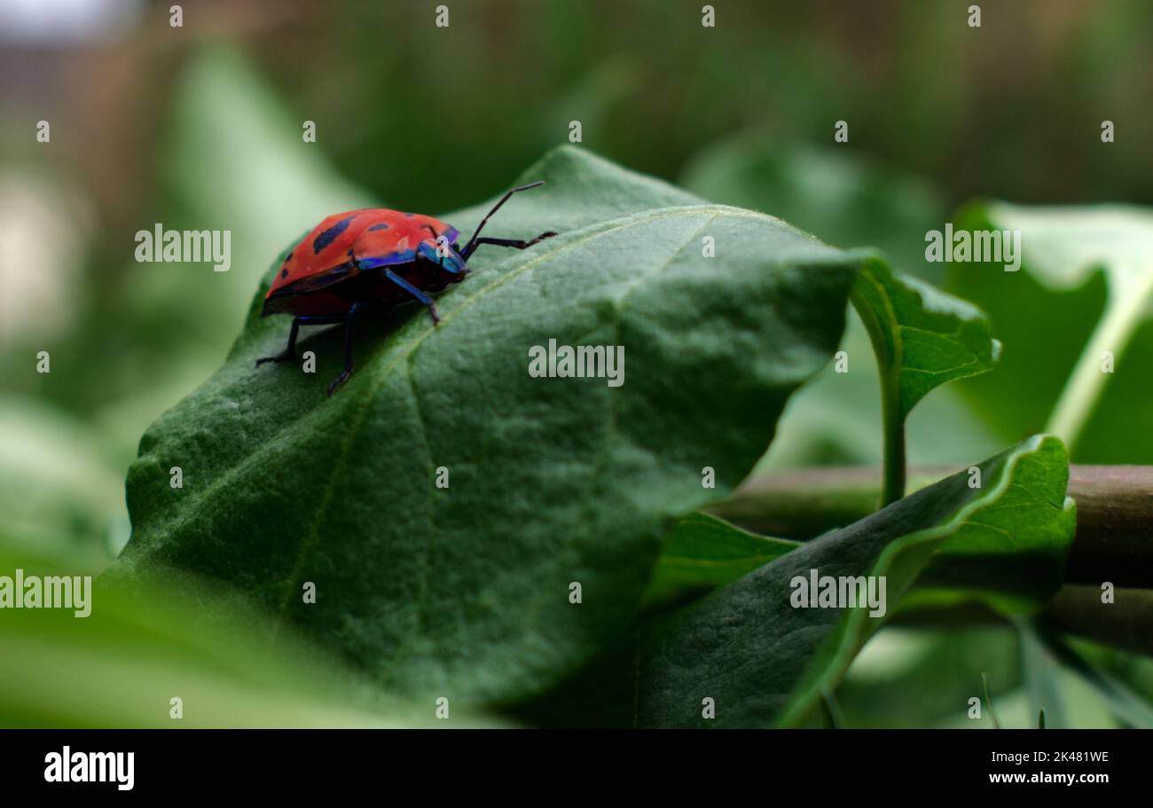 a cotton harlequin bug (hibiscus harlequin) (a cotton harlequin bug ...