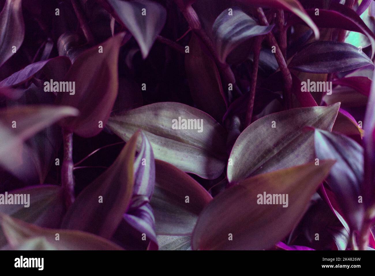 a wandering jew plant (Tradescantia zebrina) also known as Inch Plant ...