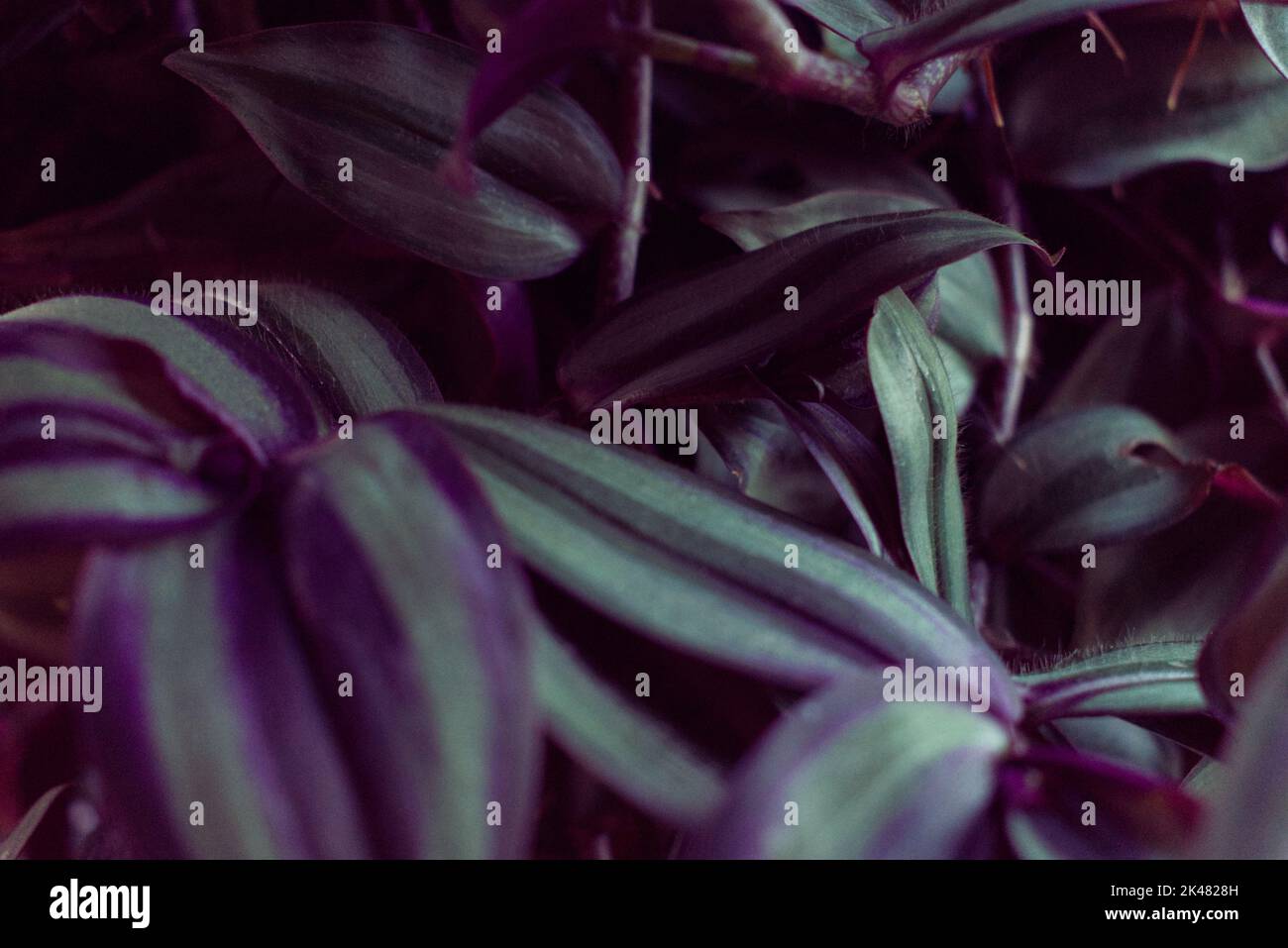 a wandering jew plant (Tradescantia zebrina) also known as Inch Plant ...