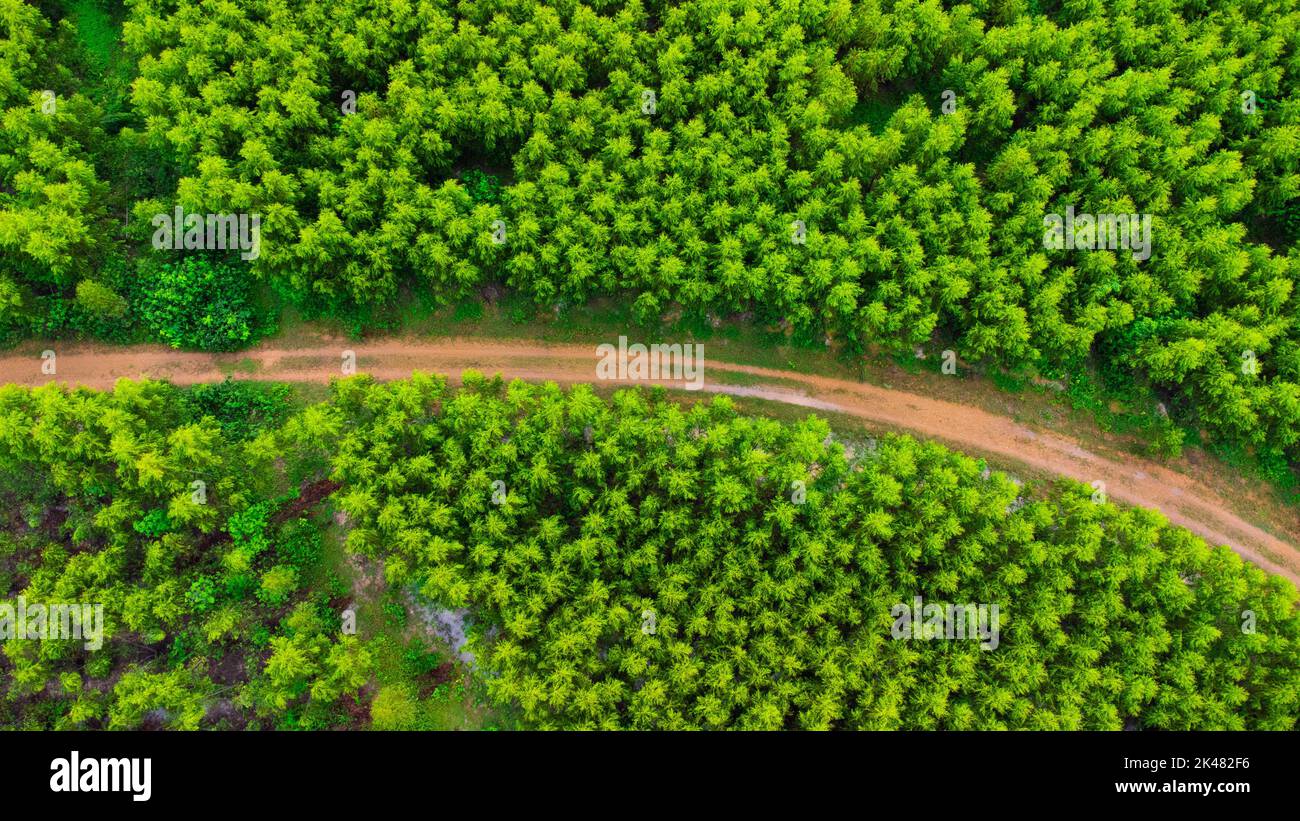 Aerial view of a dirt road that cuts through the beautiful green spaces ...