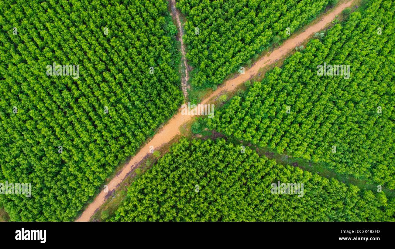 Aerial view of a dirt road that cuts through the beautiful green spaces ...