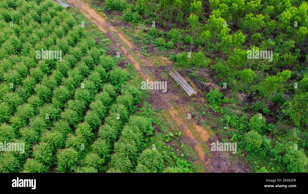 Aerial view of a dirt road that cuts through the beautiful green spaces ...
