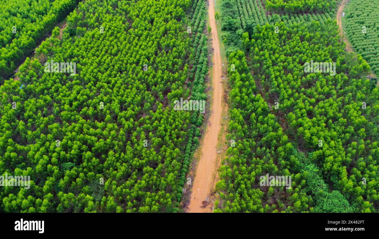 Aerial view of a dirt road that cuts through the beautiful green spaces ...