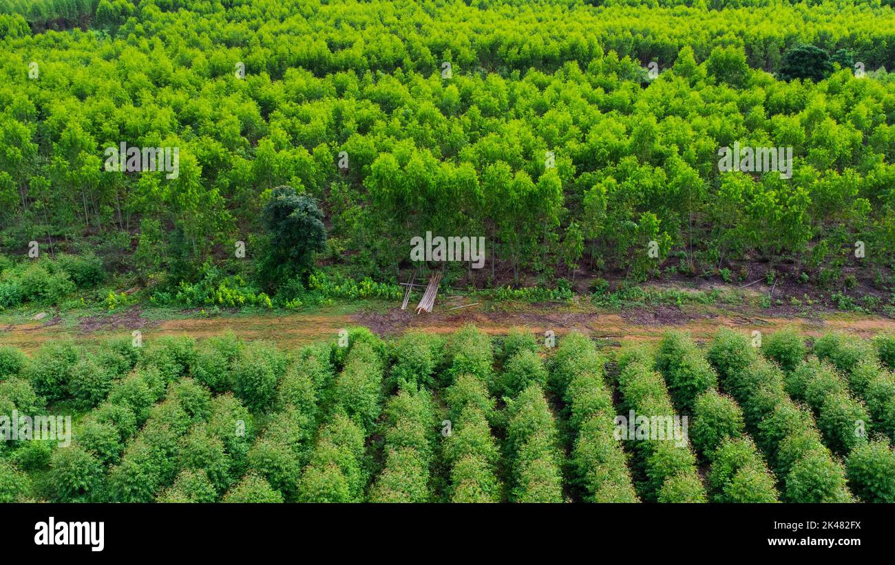 Aerial view of a dirt road that cuts through the beautiful green spaces ...