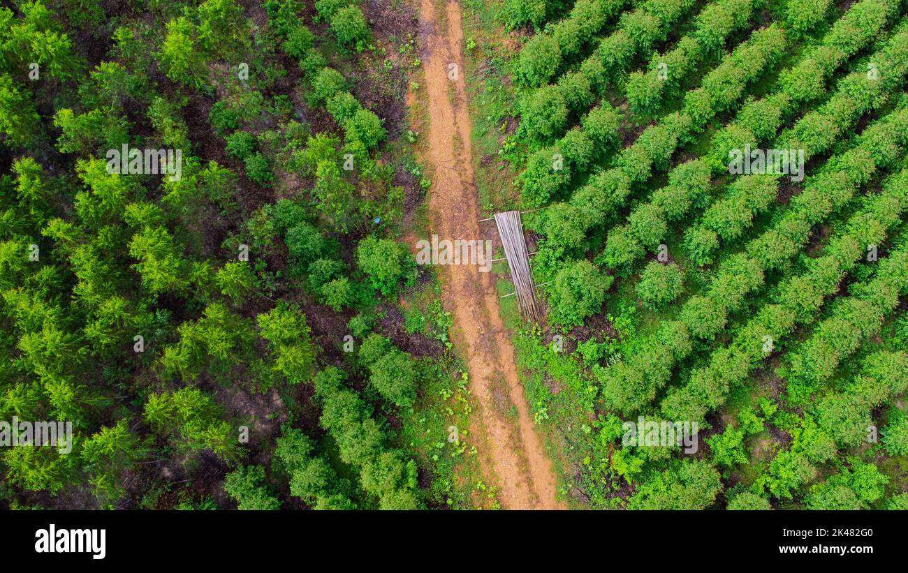 Aerial view of a dirt road that cuts through the beautiful green spaces ...