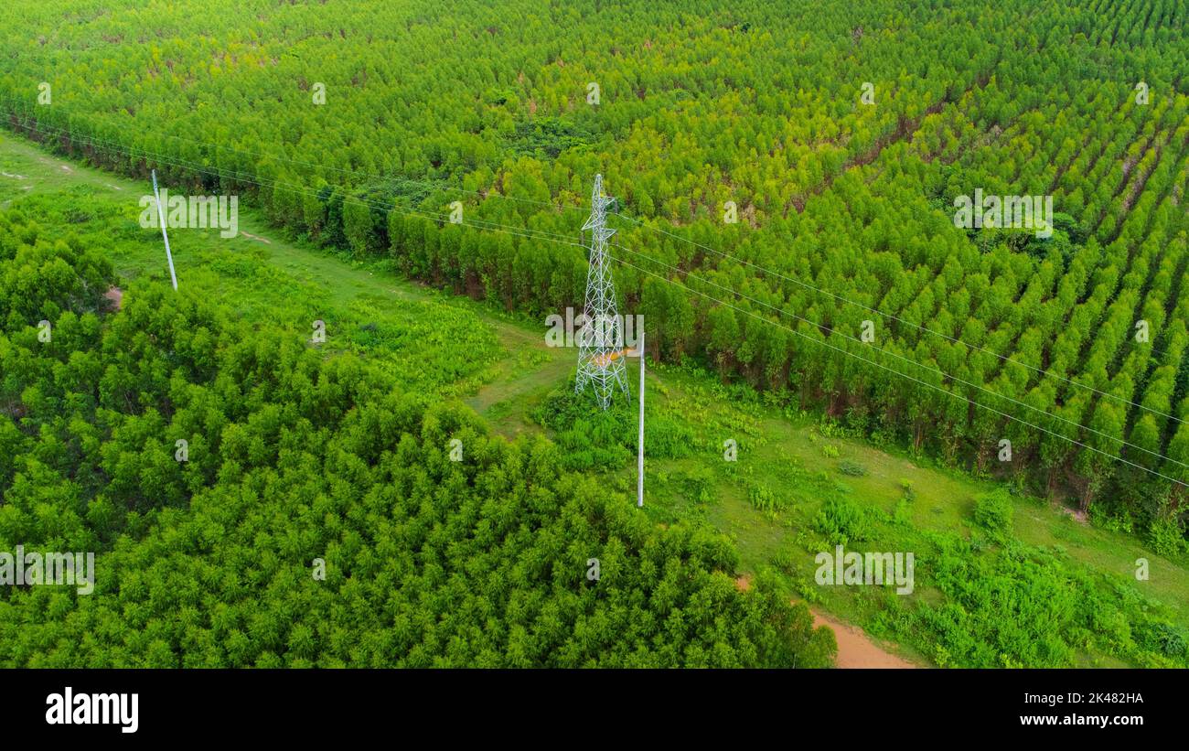 Aerial view of high voltage pylons and power lines between eucalyptus ...