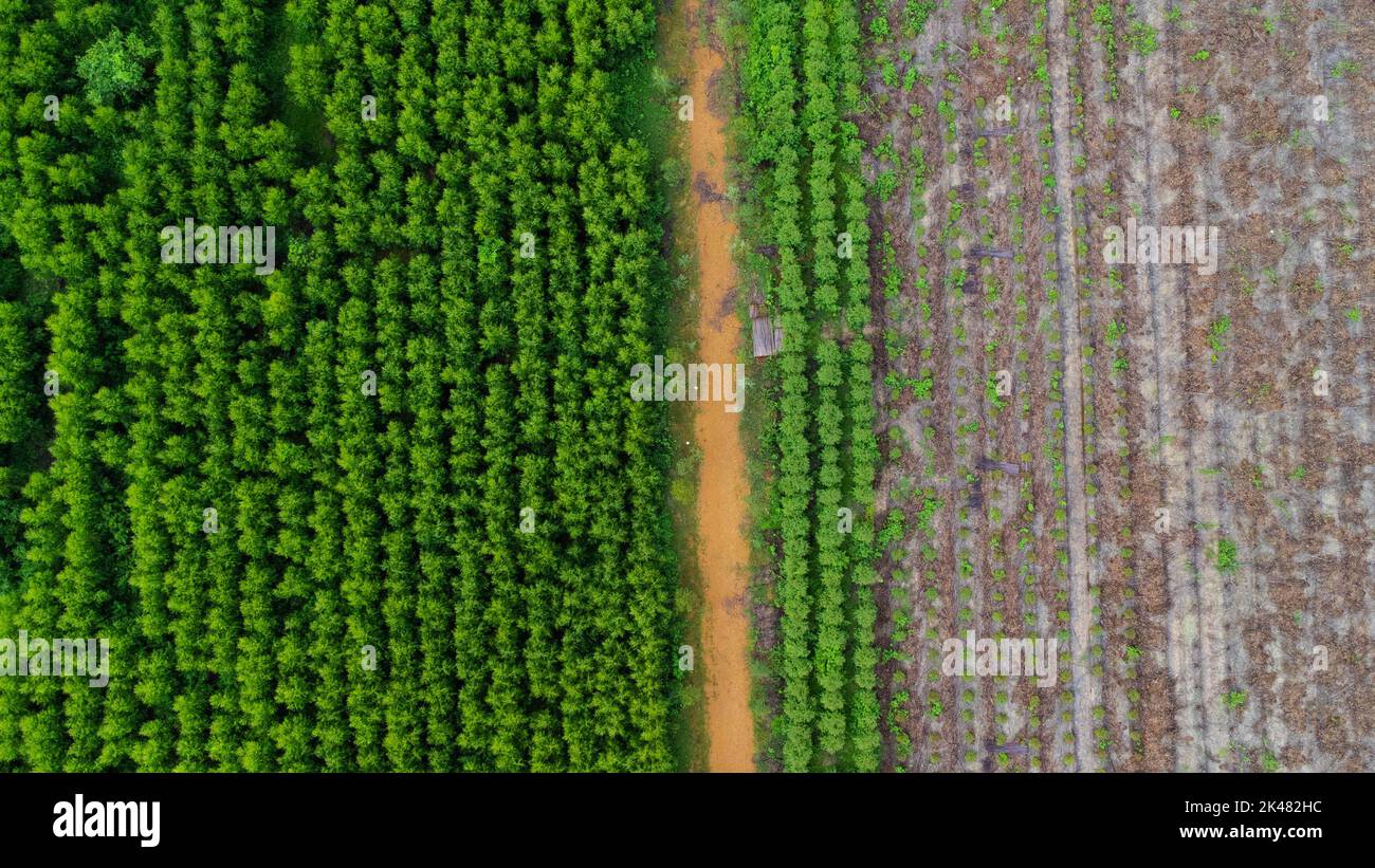 Aerial view of a dirt road that cuts through the beautiful green spaces ...