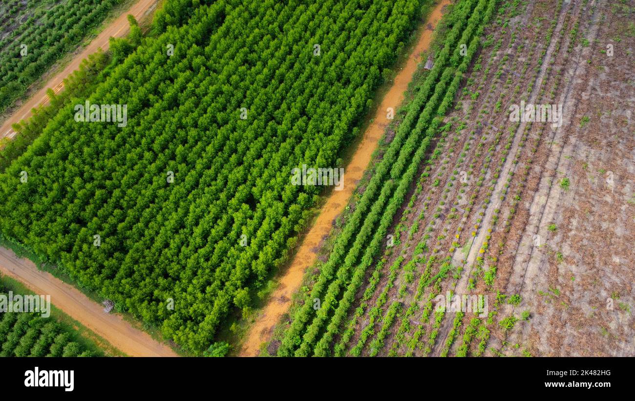 Aerial view of a dirt road that cuts through the beautiful green spaces ...