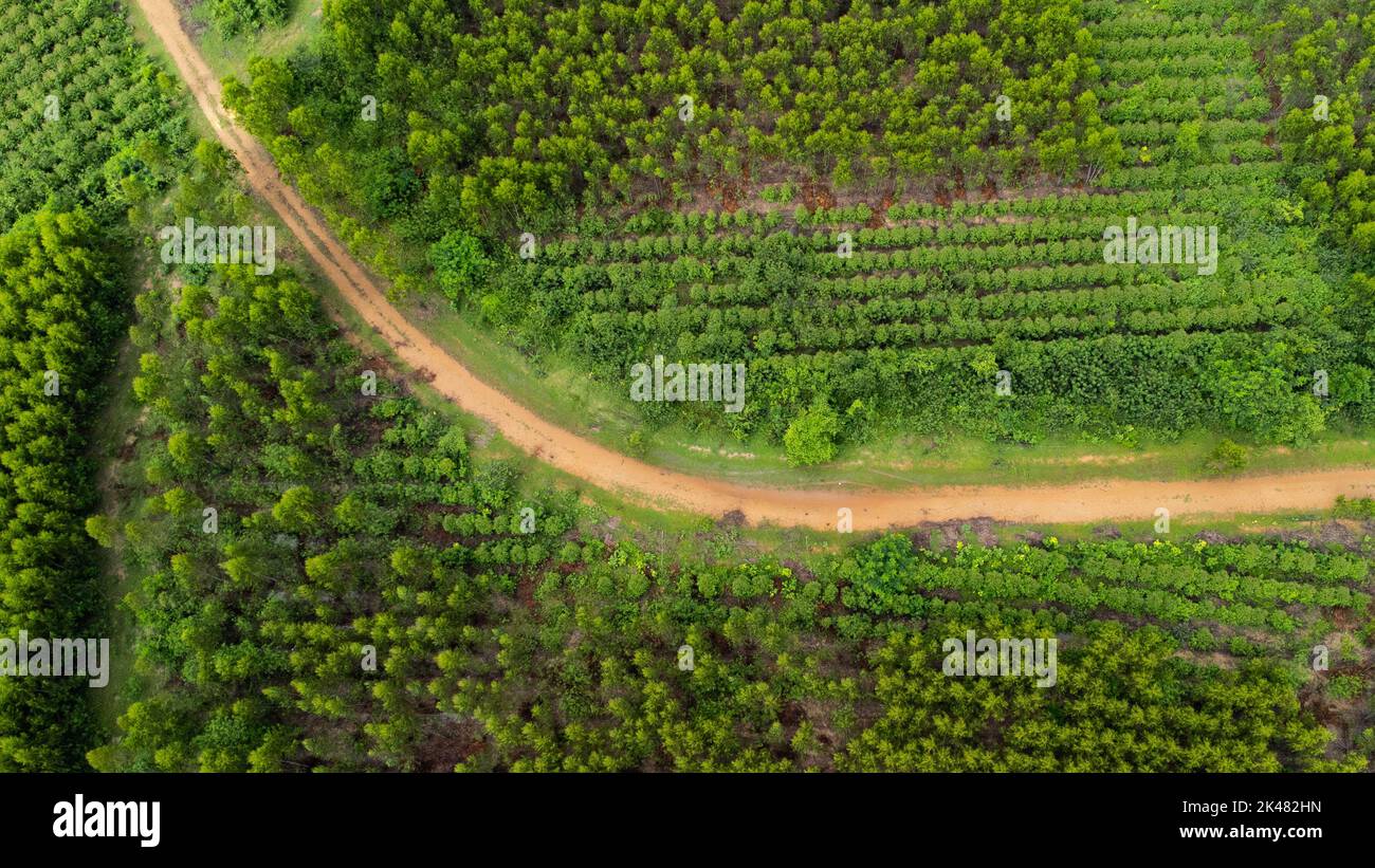 Aerial view of a dirt road that cuts through the beautiful green spaces ...
