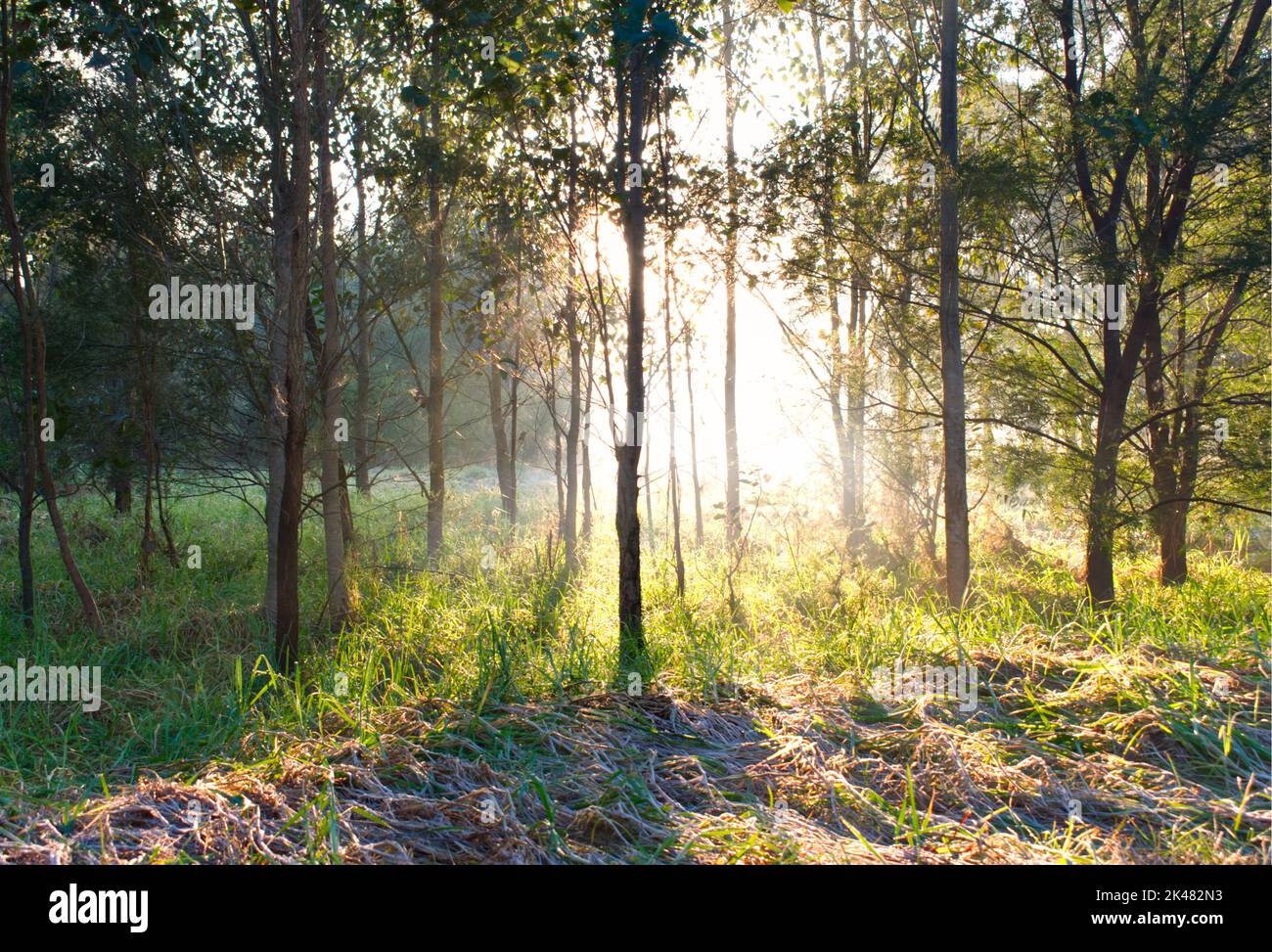 Australian streams hi-res stock photography and images - Alamy