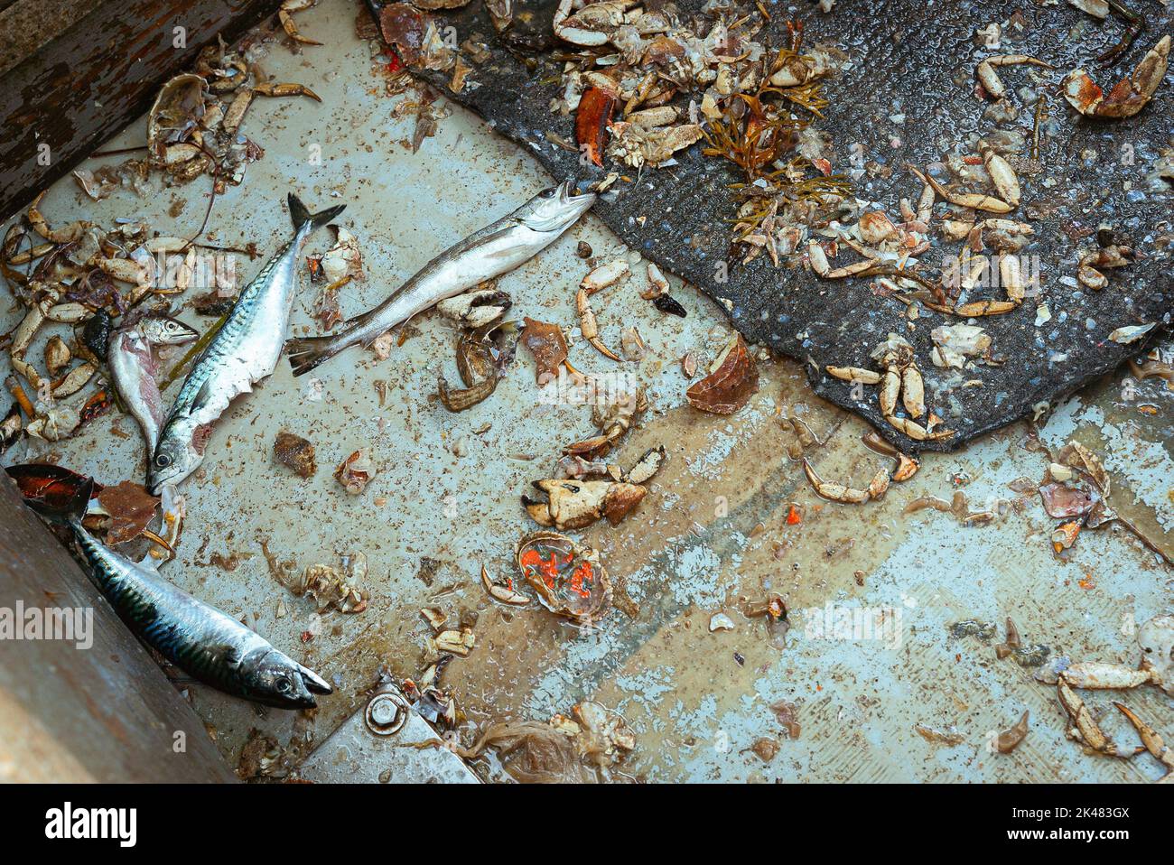 Portland, Maine, USA. 27th Sep, 2022. Bycatch, including the remnants ...